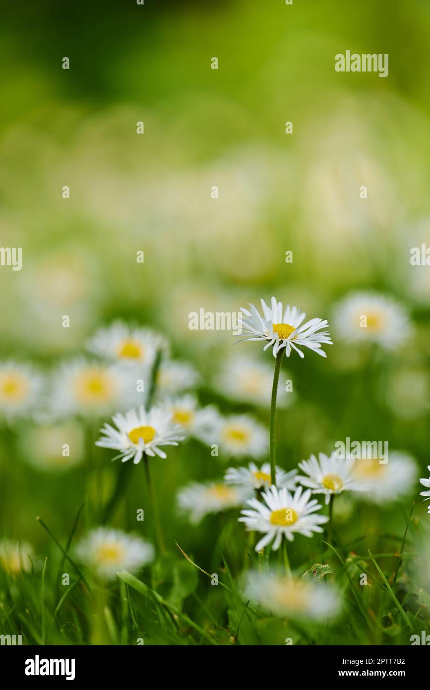 Common daisy flower growing on green lawn in a botanical garden with ...