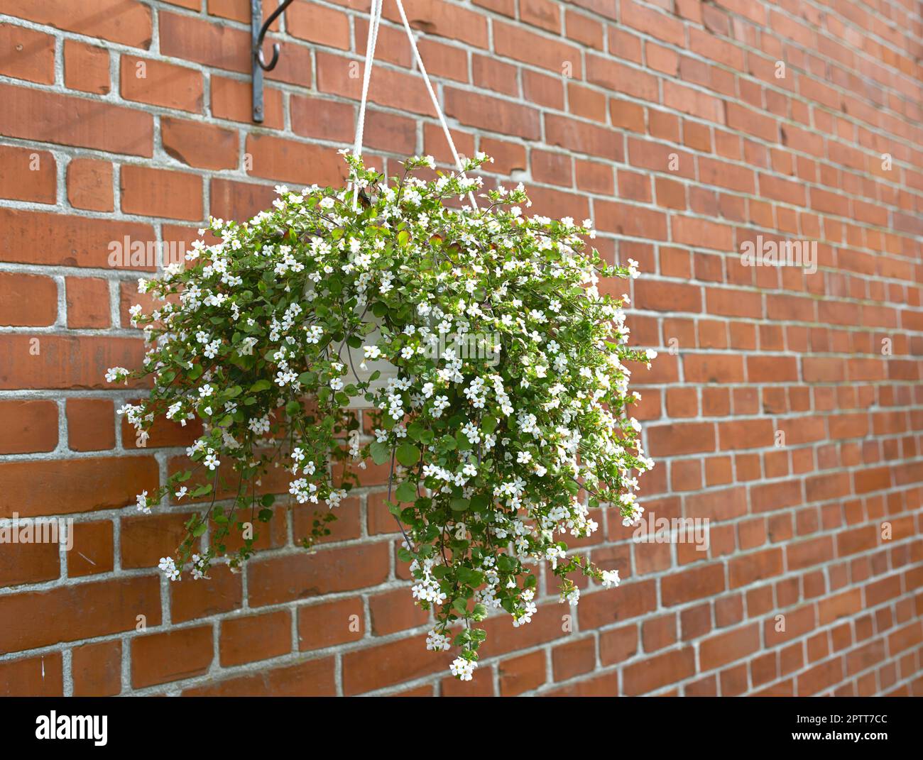 Hanging flower holders hi-res stock photography and images - Alamy