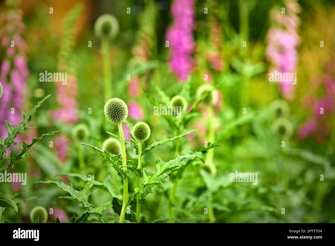 Green Globe Thistle flowers blossoming in a park in nature. Echinops ...