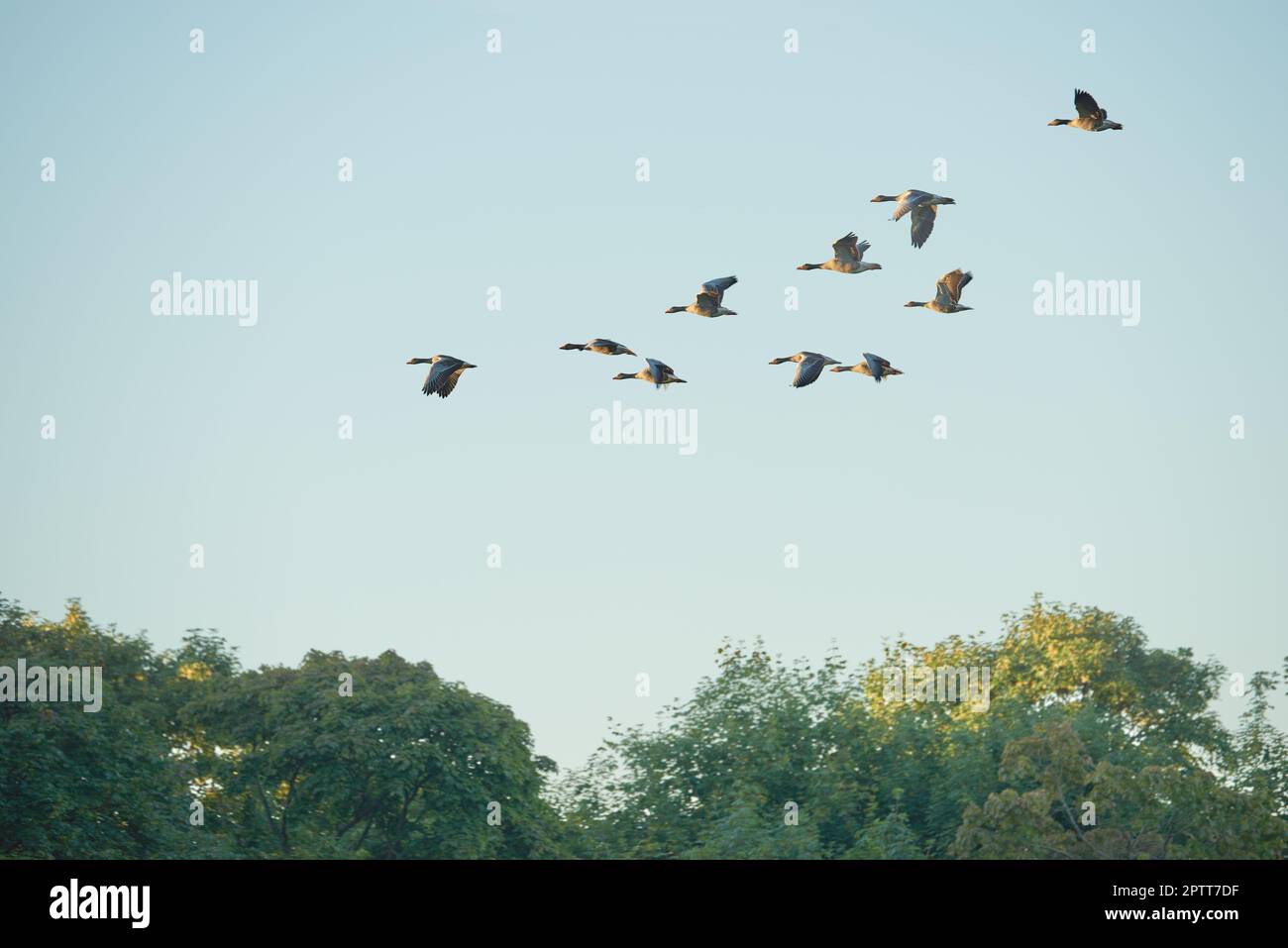 Flock of geese or ducks migrating and flying in formation together ...