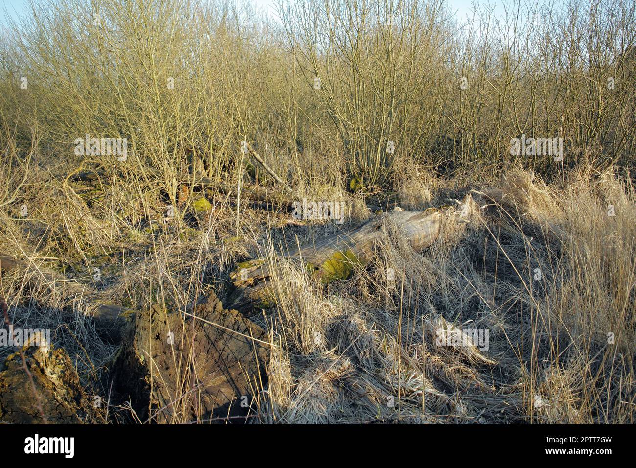 Bushes of dry arid reeds on swamp of empty marshland in Denmark in ...