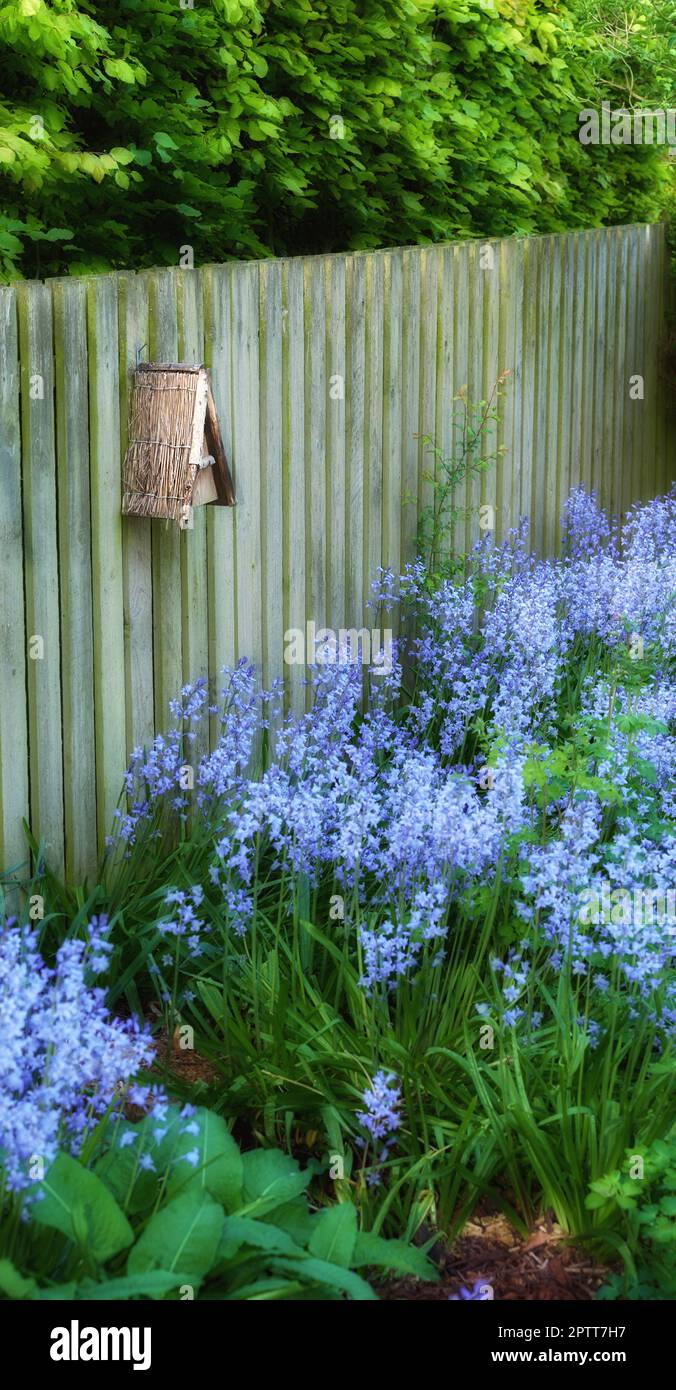 Landscape view of bluebell flowers in a lush forest in summer. Blue ...