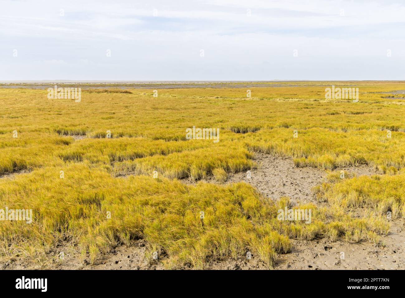 Natural swamp in autumn landscape Stock Photo - Alamy