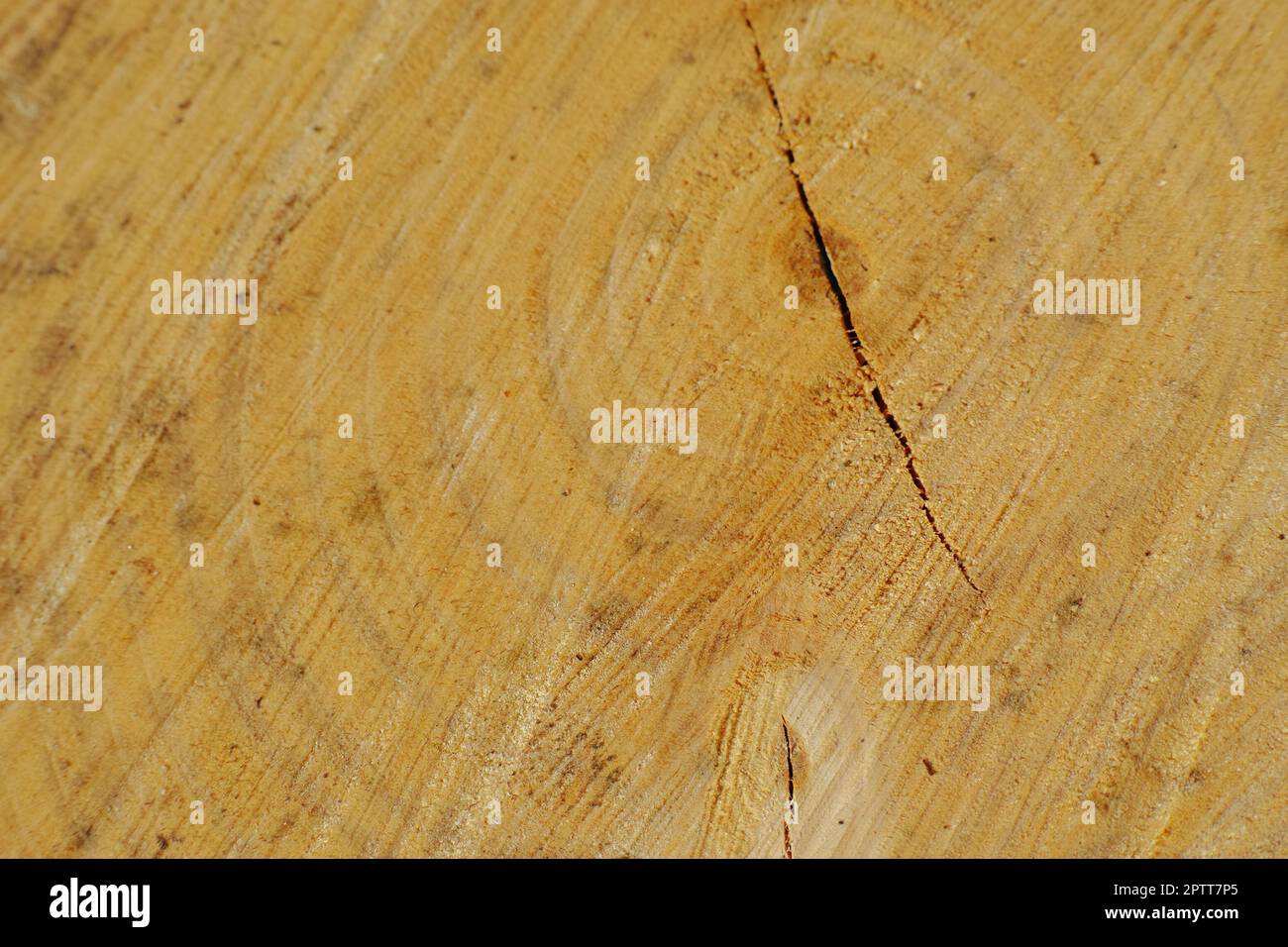 Wood grain texture of old tree stump with cracks. Detail of rough ...