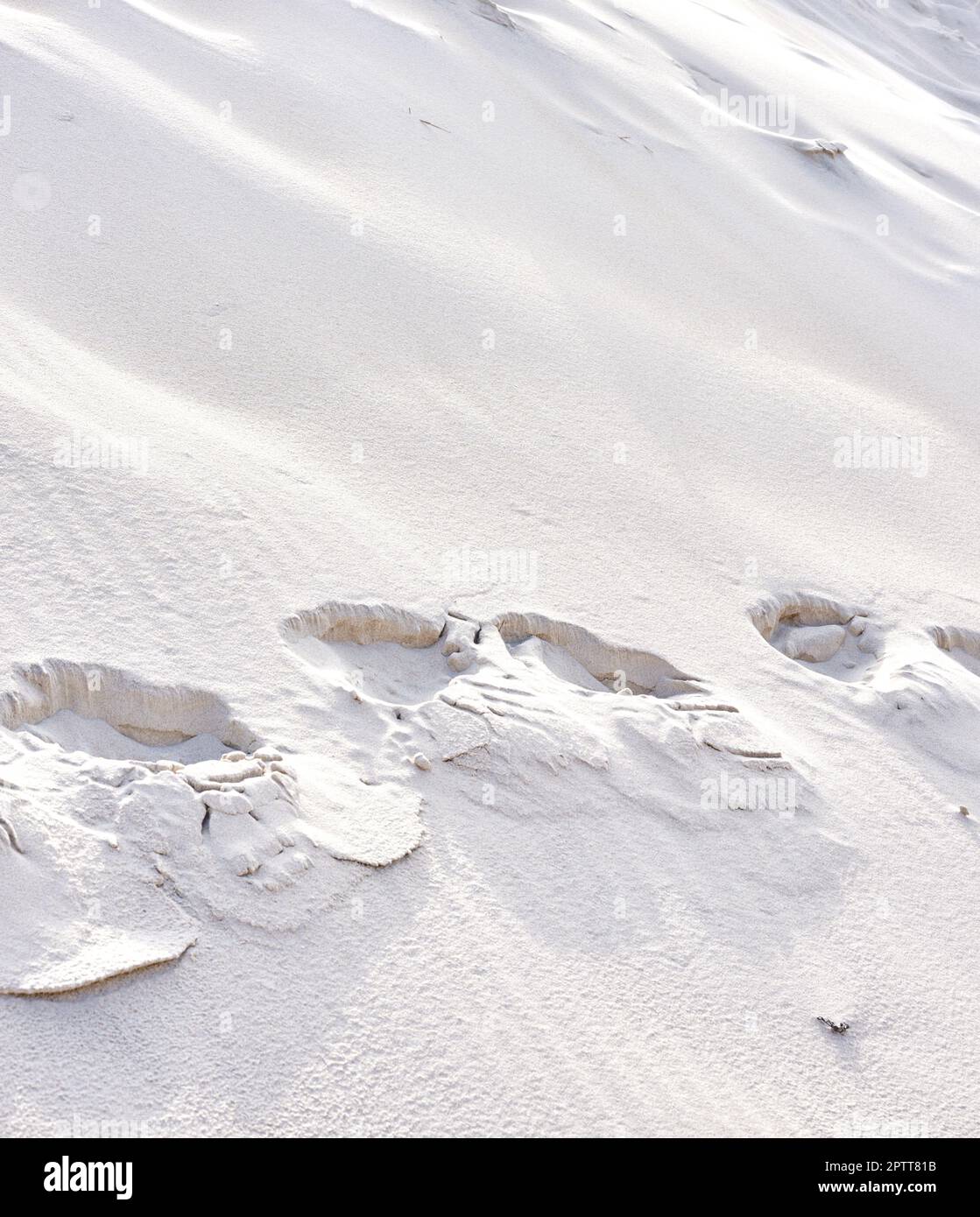 Landscape of footprints on sand dunes in the west coast of Jutland in ...