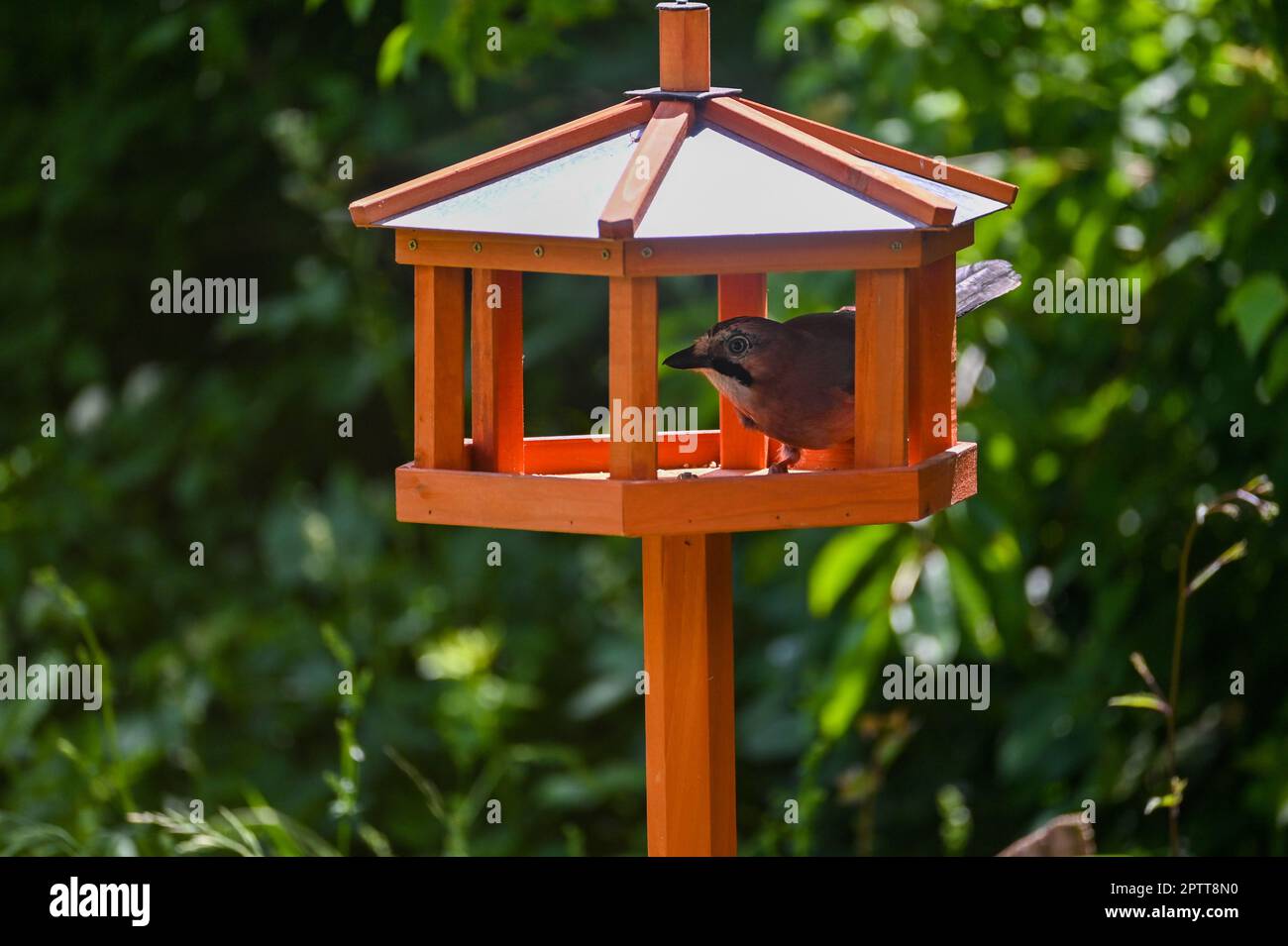 Corvoidea hi-res stock photography and images - Alamy