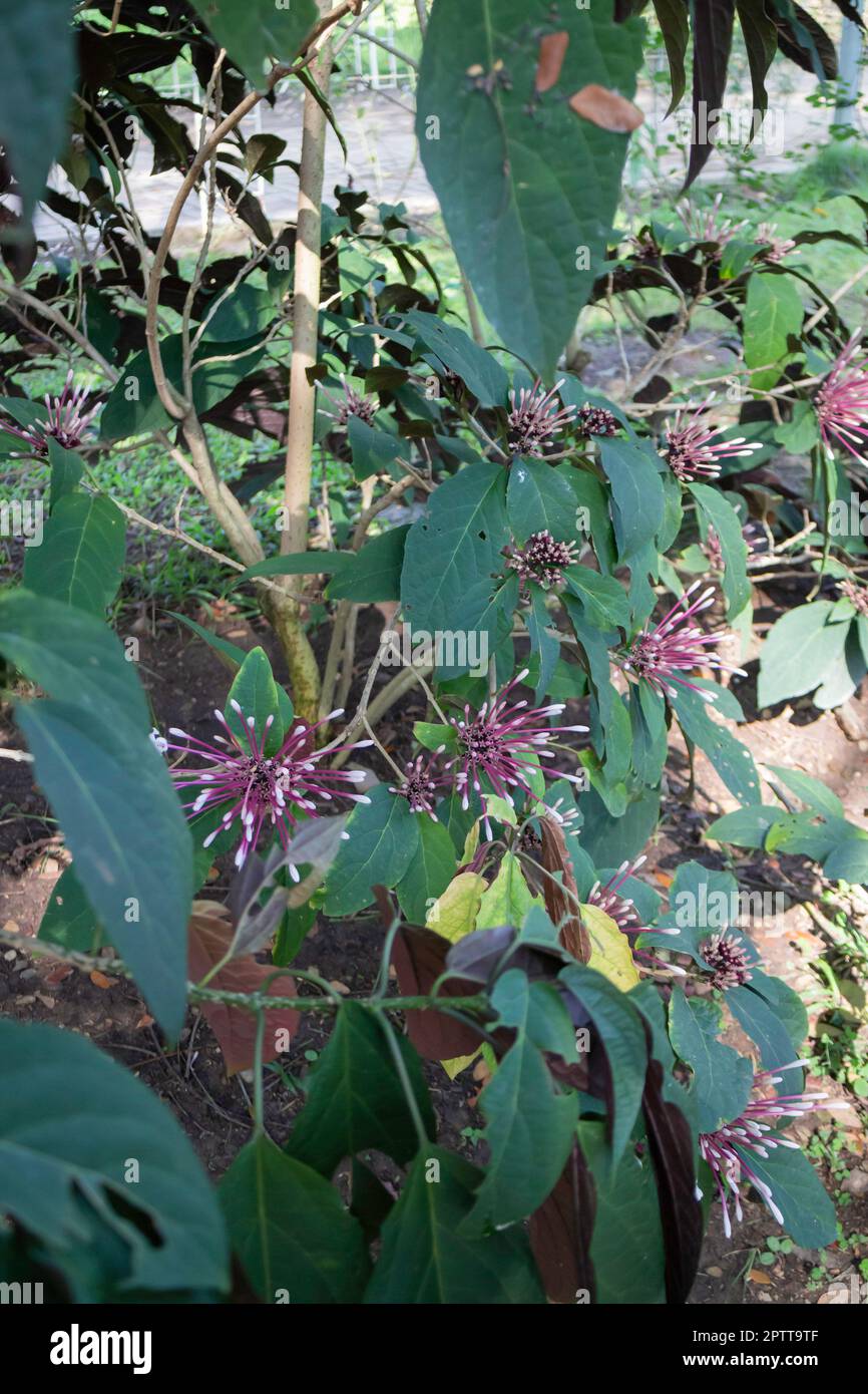Botanical garden green branches of plant, stock photo Stock Photo - Alamy
