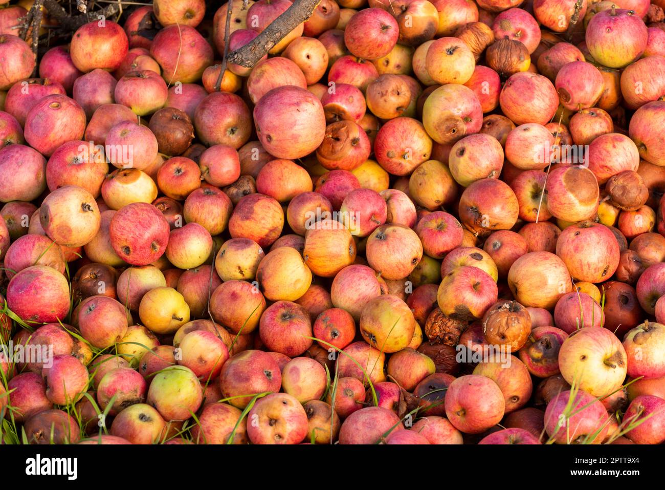 Rotten gases hi-res stock photography and images - Alamy