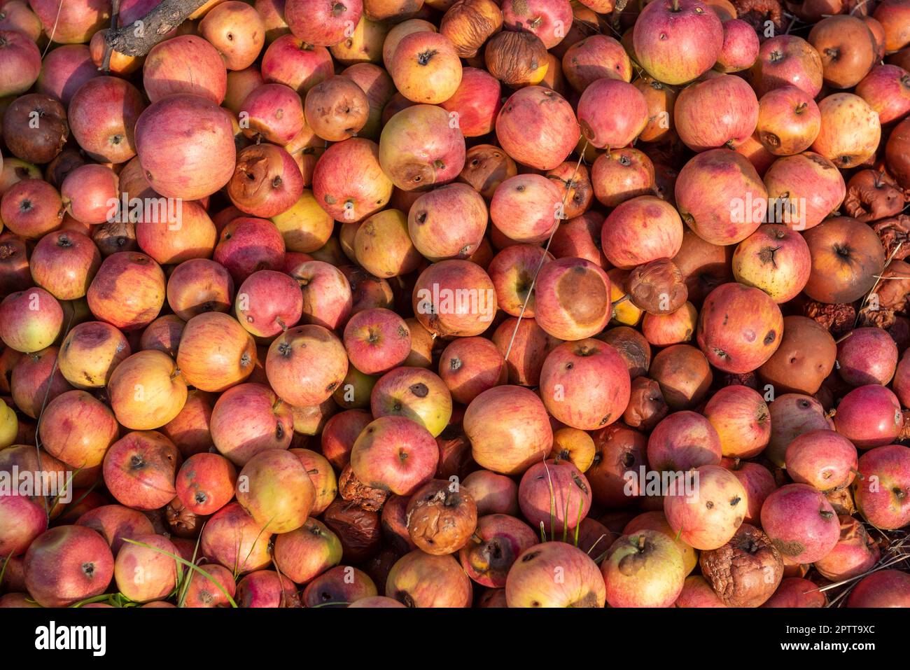 Rotten gases hi-res stock photography and images - Alamy