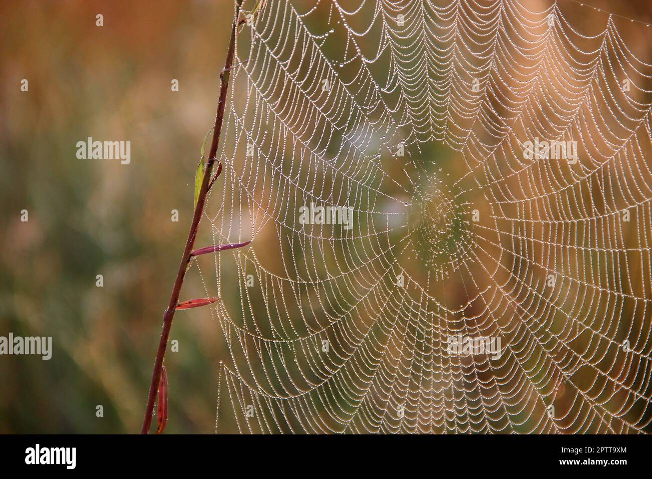 Plant is wrapped in wet web at dawn. Dew on cobweb. Summer flowers in ...