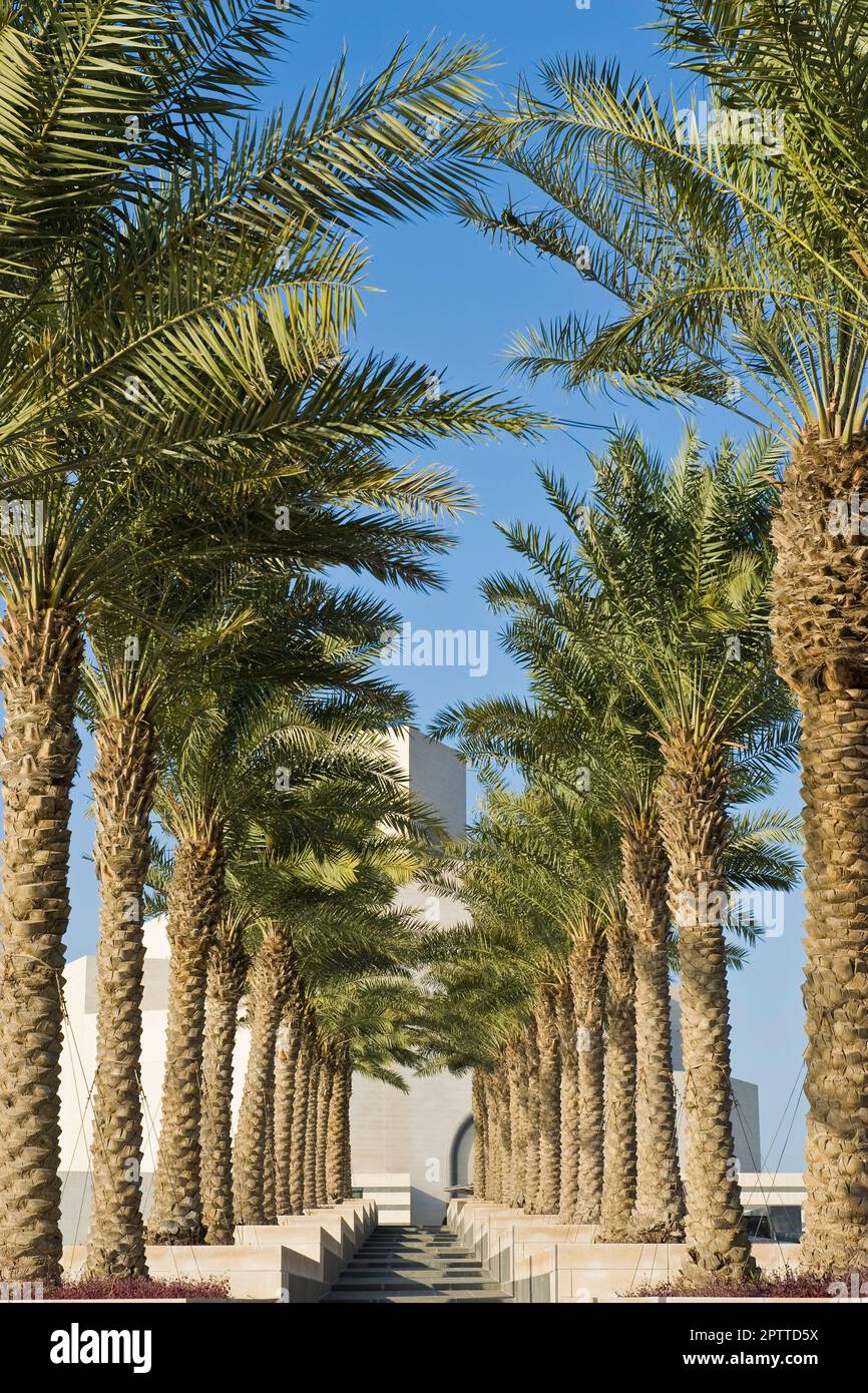 Qatar doha palms hi-res stock photography and images - Alamy