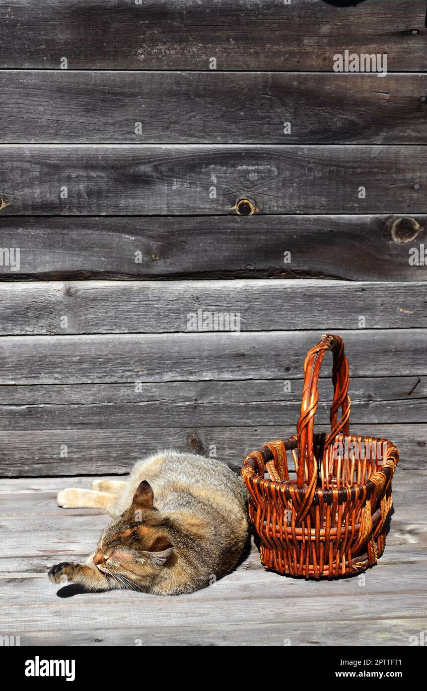 A multi-colored thick cat is located next to an empty wicker basket of ...