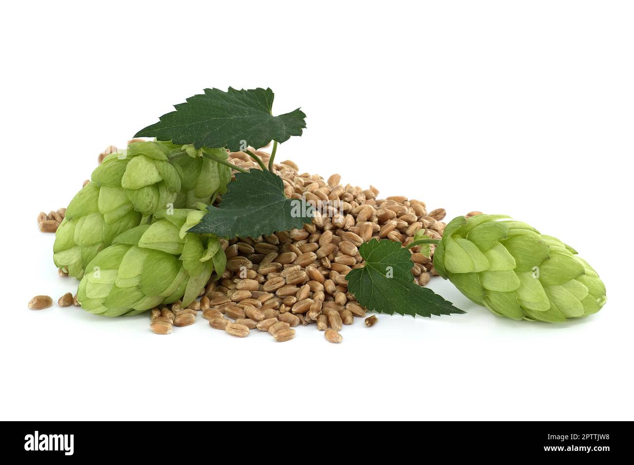 Sprig of green hops cones with leaves and wheat grain seeds isolated on ...