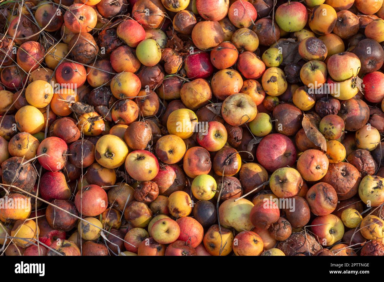 Rotten gases hi-res stock photography and images - Alamy