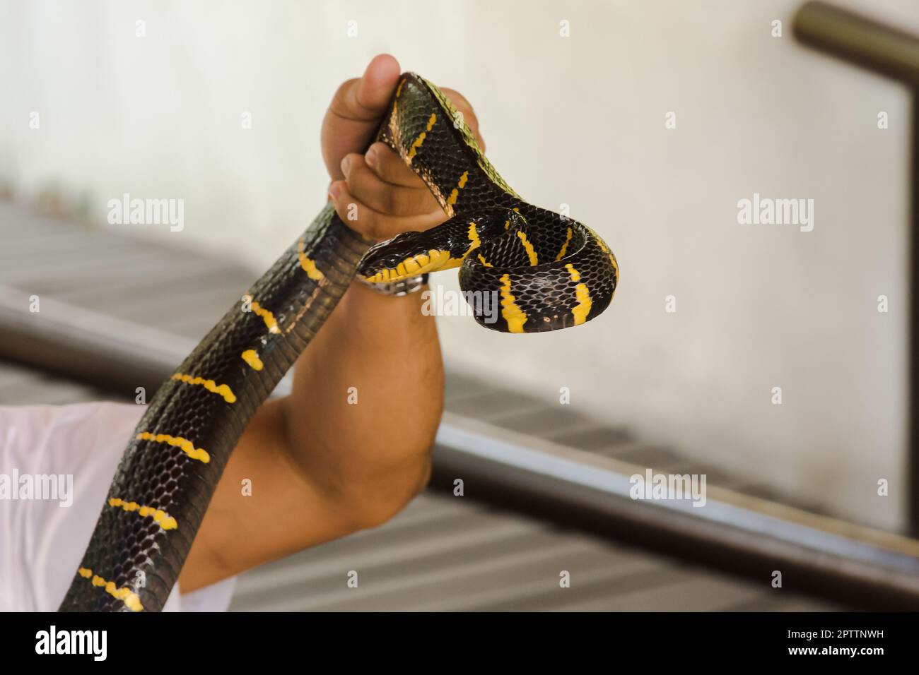 Black And White Mangrove Snake