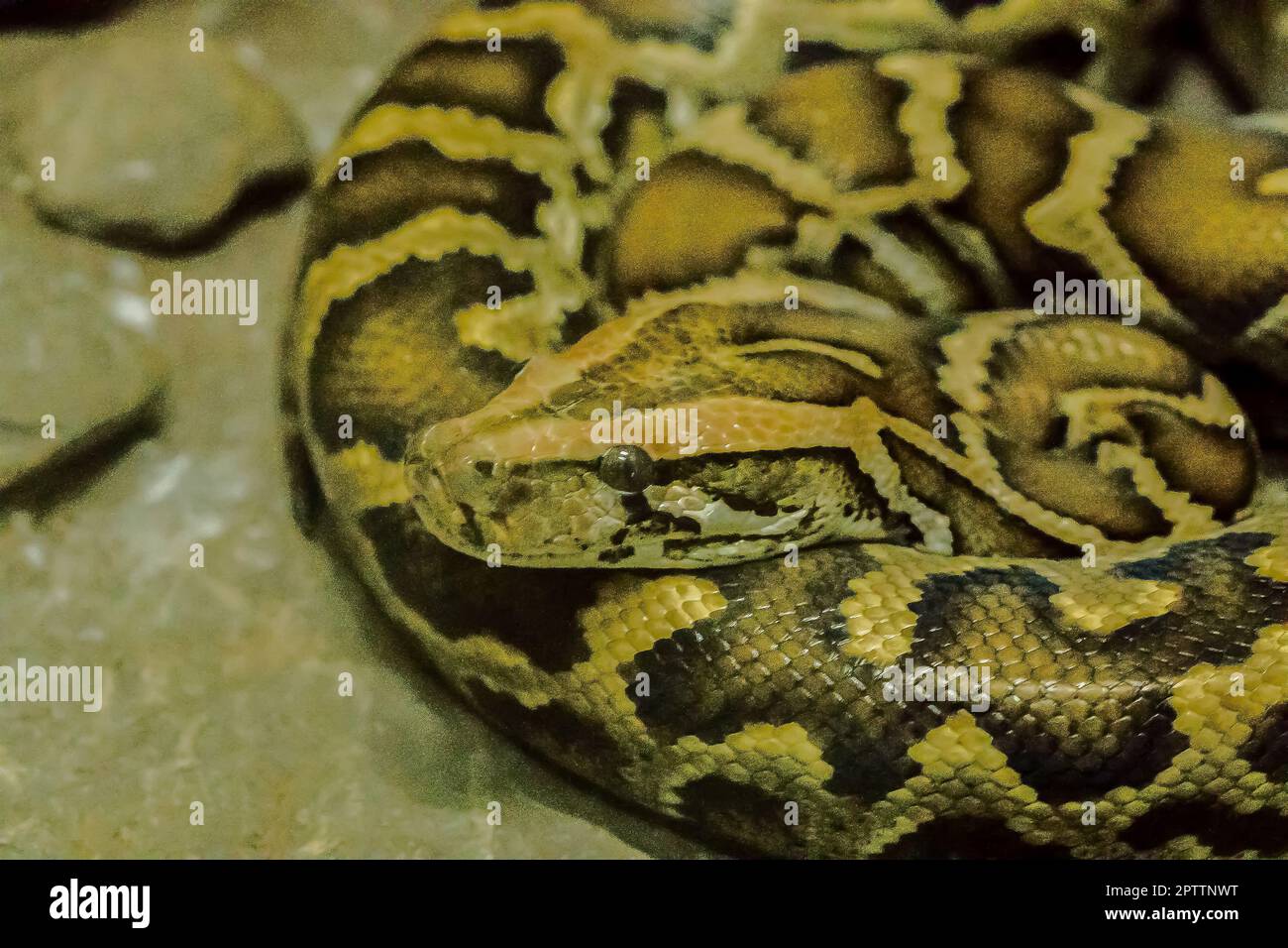 Burmese python florida pet hi-res stock photography and images - Alamy