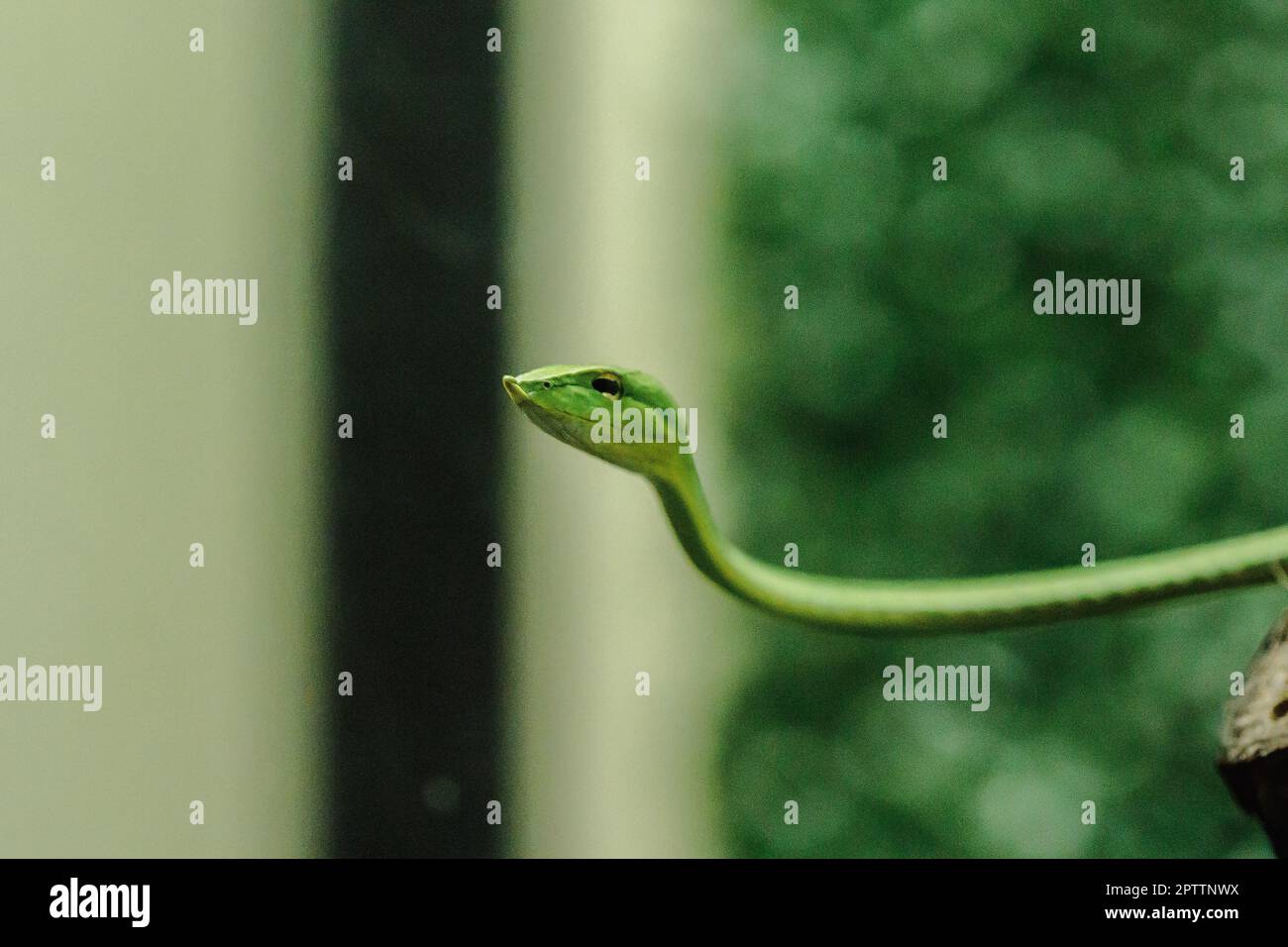 Long-nosed whip snake is a kind of poisonous snake Living most of the ...