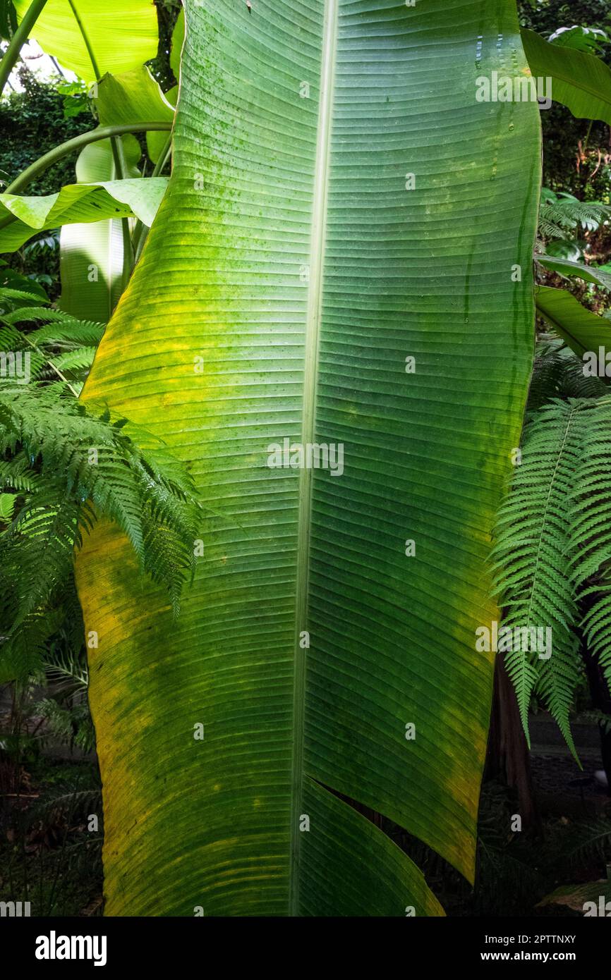 Real banana hi-res stock photography and images - Alamy