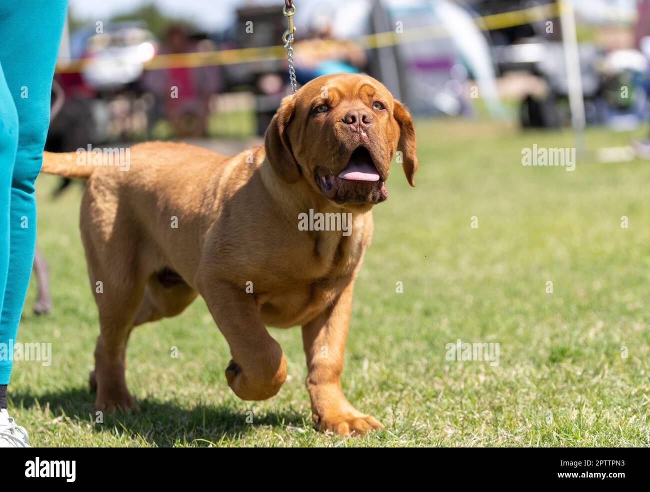 Happy mastiff puppy at the park smiling during a parade Stock Photo - Alamy