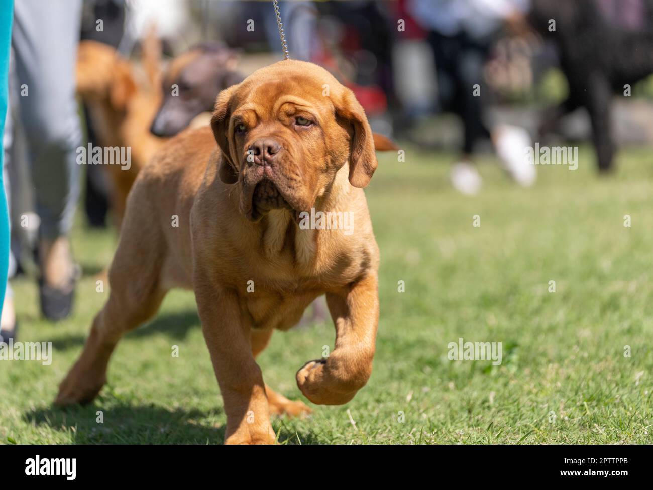 French Mastiff puppy walking at the park in a parade Stock Photo - Alamy
