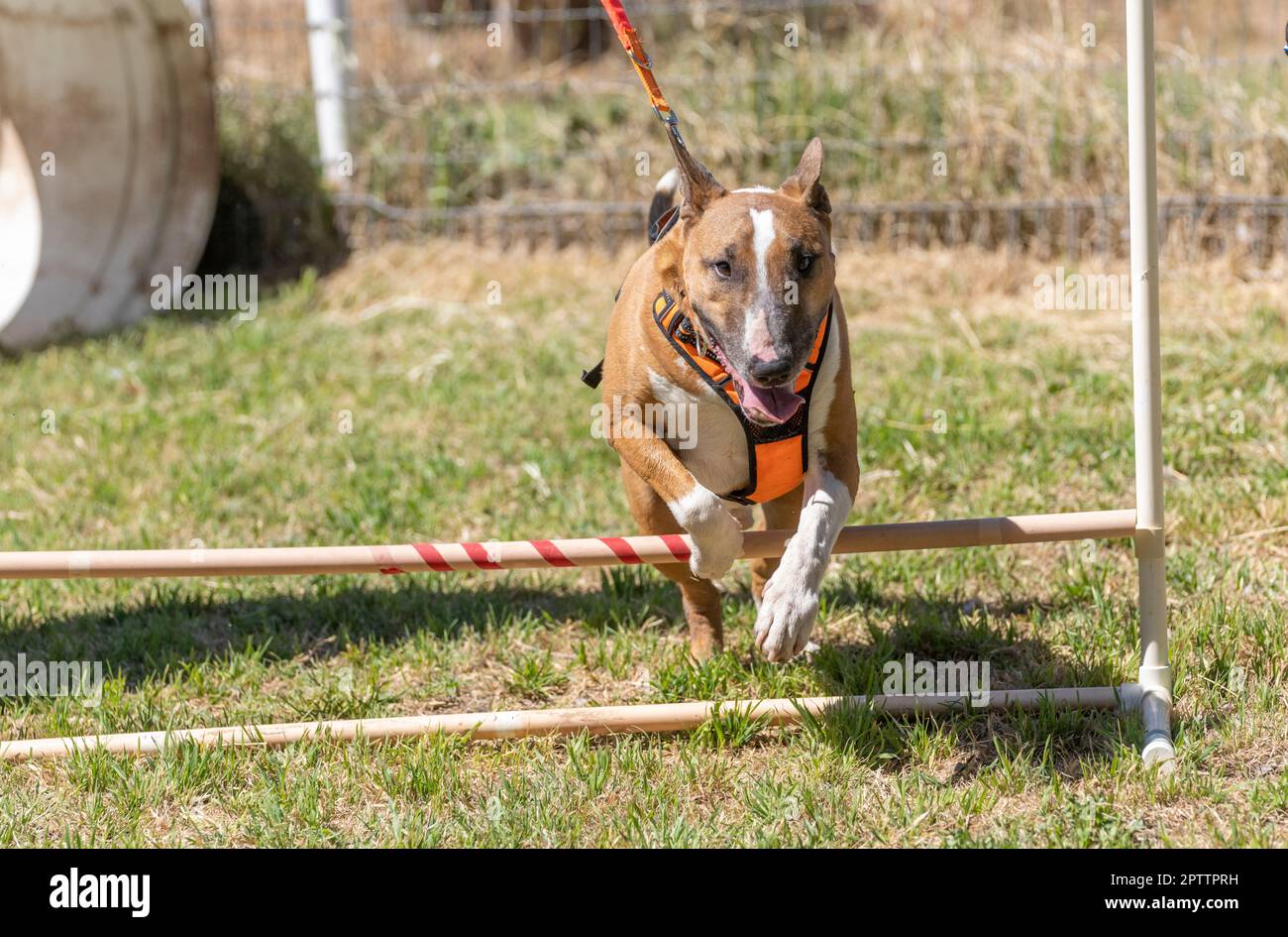 Learning agility hi-res stock photography and images - Alamy