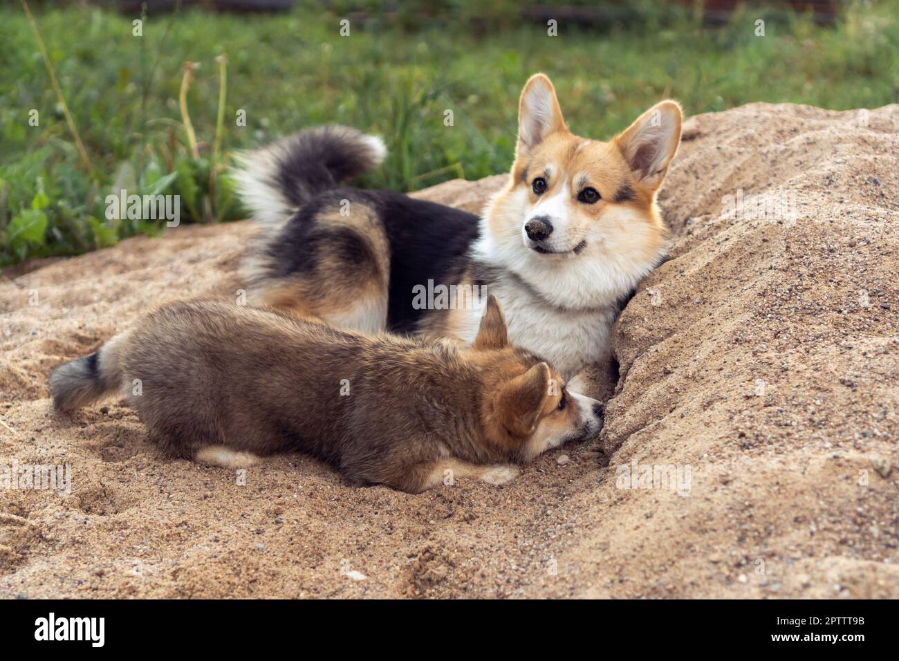 Portrait of two amazing welsh pembroke corgis dogs lying resting ...