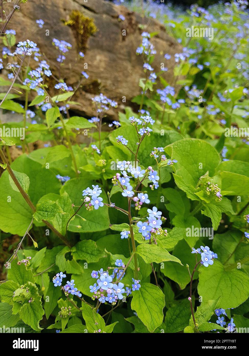 Detail of forget me not flowers in full bloom Stock Photo - Alamy
