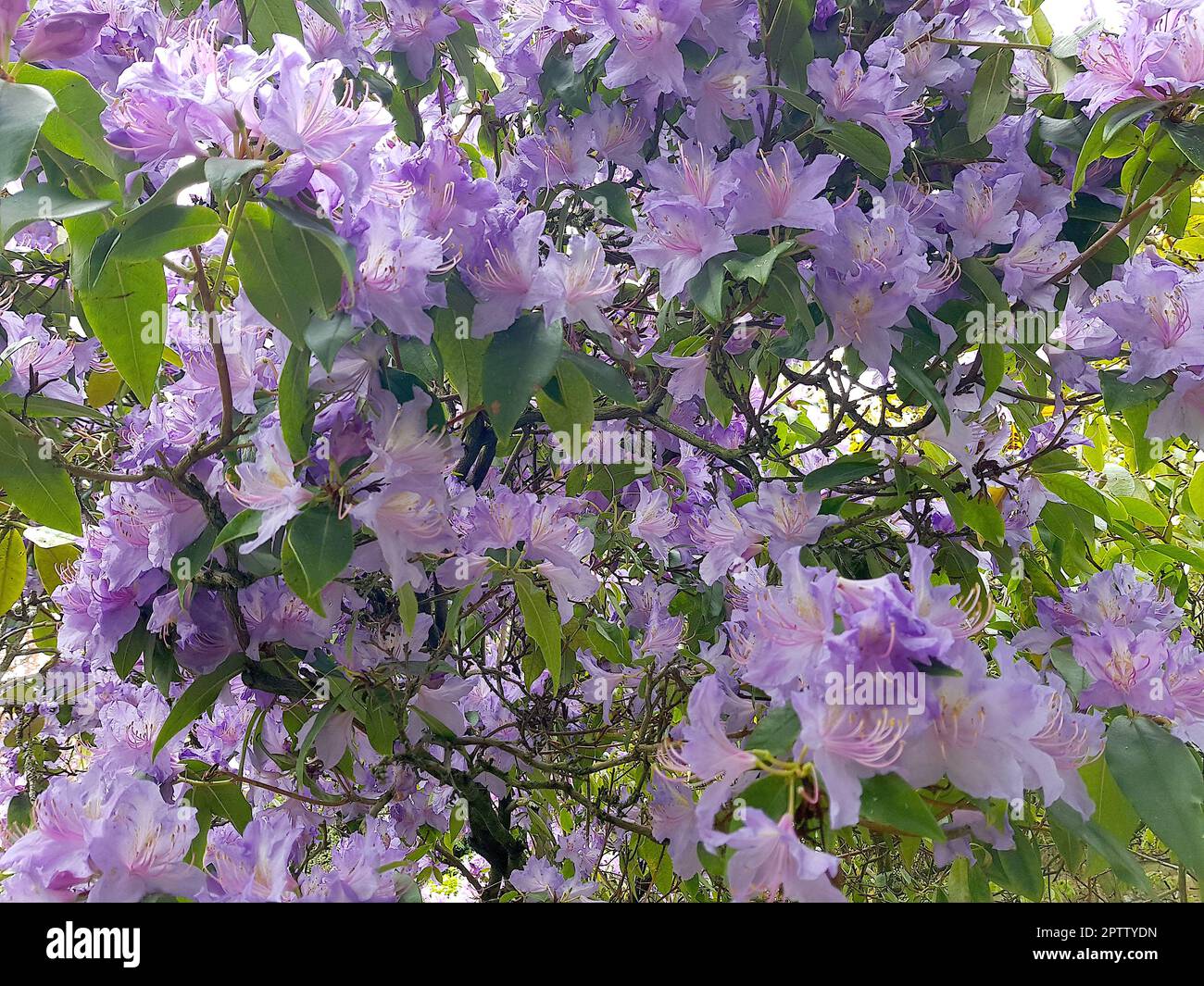 Azalea detail hi-res stock photography and images - Alamy