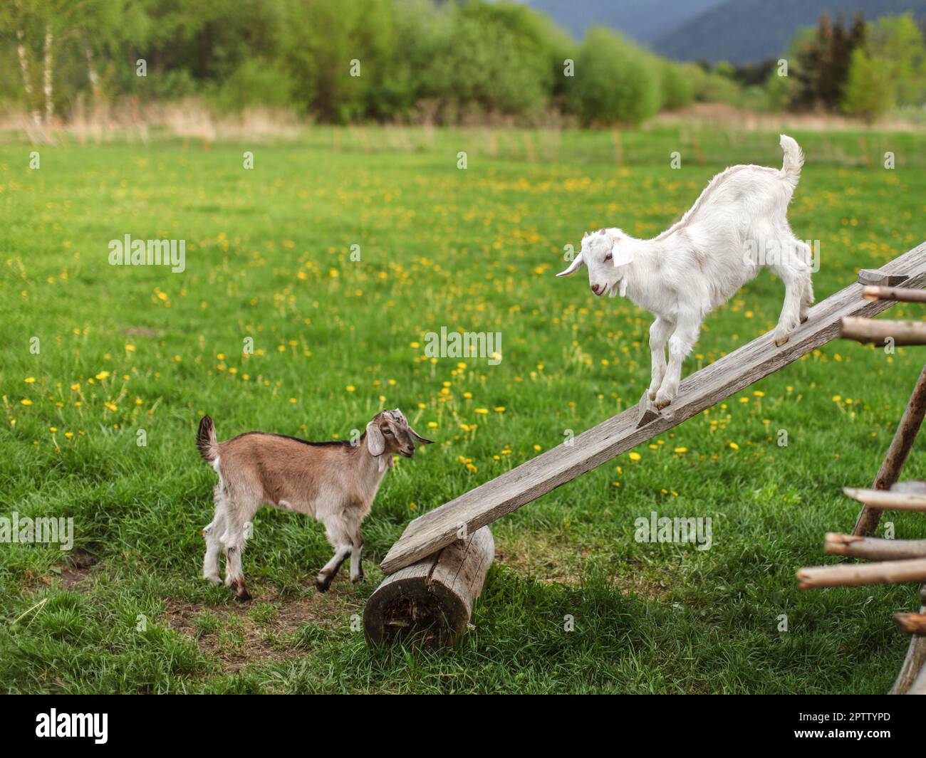 Two young goat kids playing on wooden board, meadow with dandelions in ...