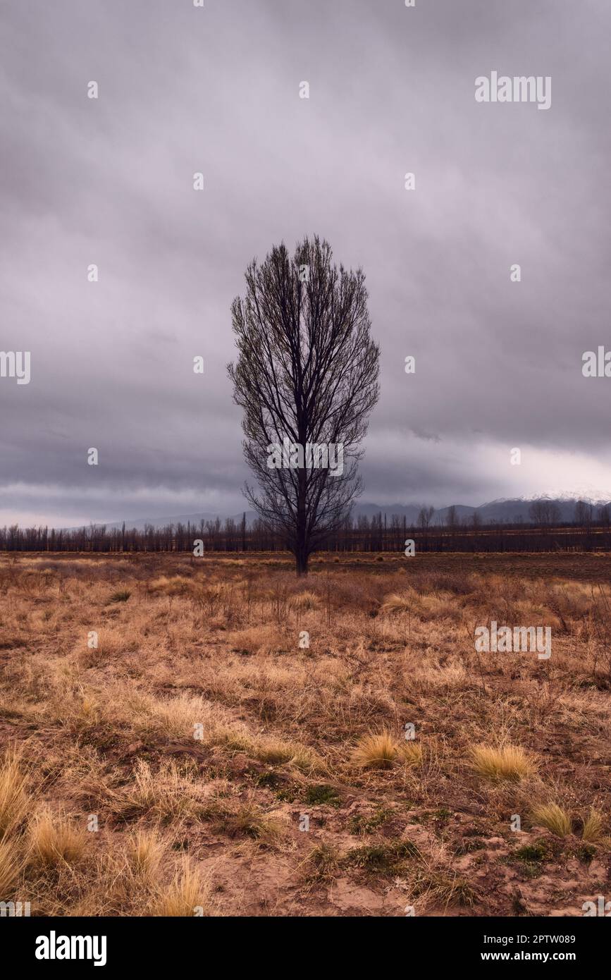 Lone tree on a dry grassland, with the Andes mountains in the ...