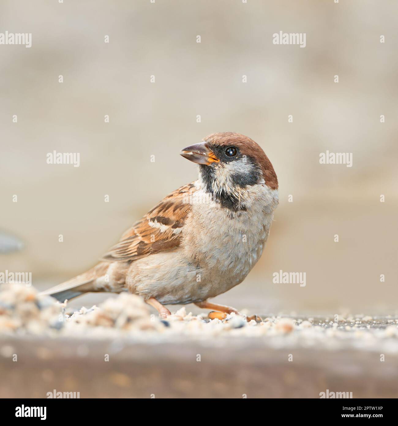 Sparrow. Sparrows are a family of small passerine birds, Passeridae ...