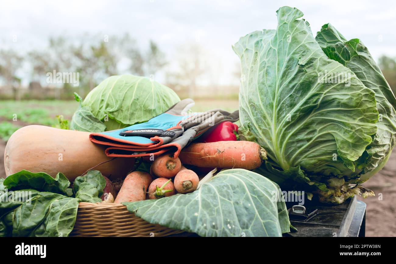 Vegetable, farming and agriculture during harvest season on an agro ...