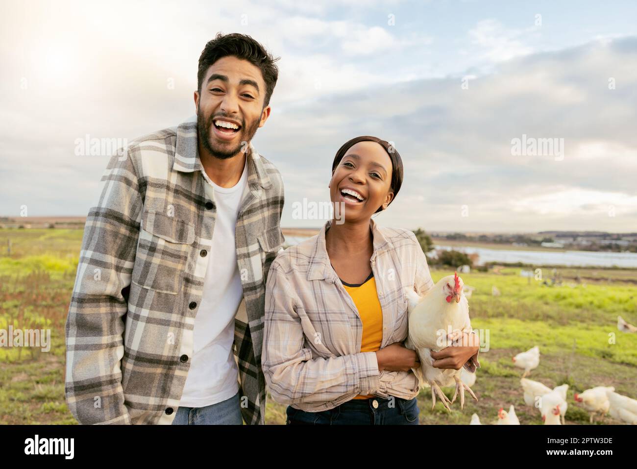 Farm, chickens and agriculture with a couple farming together on ...