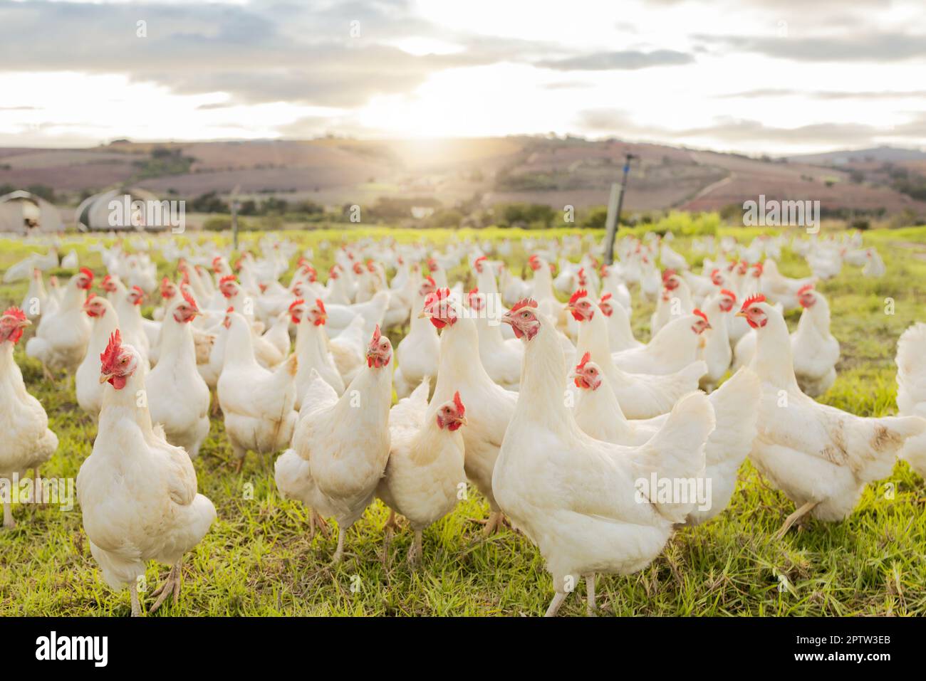 Farm, sustainability and chicken flock on farm for organic, poultry and ...