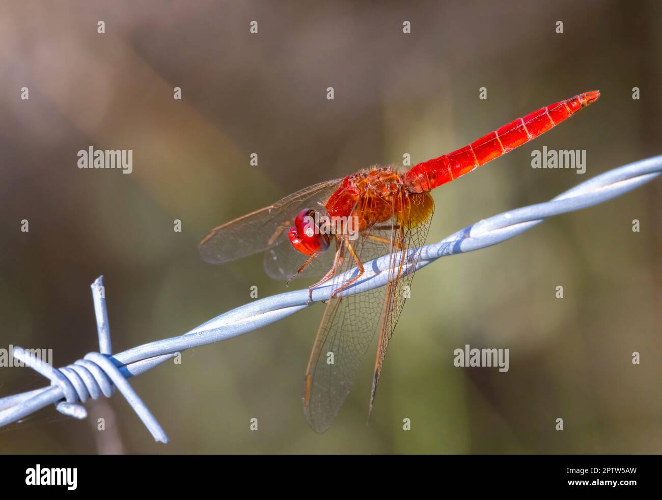 red dragonfly on the wire in Camargue, France Stock Photo - Alamy