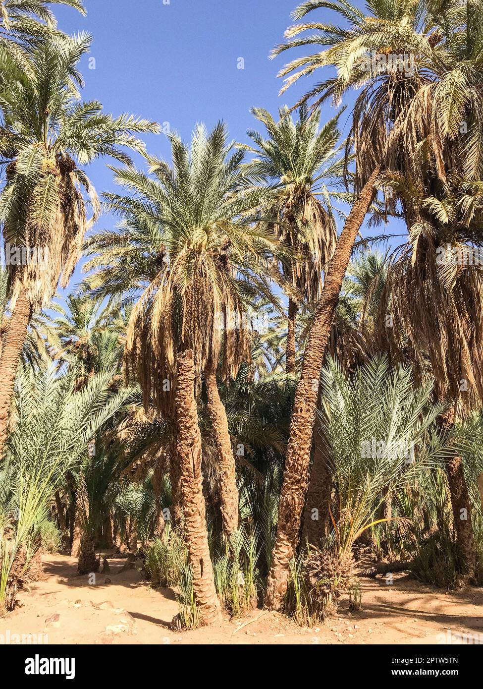 Morocco, Akka, Palm grove Stock Photo - Alamy