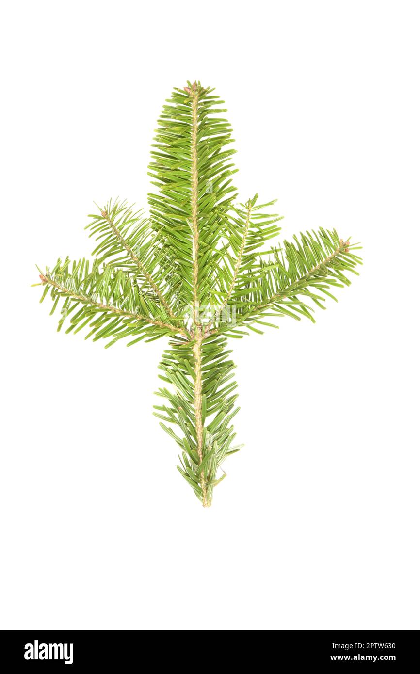 Spruce branch isolated on white background. High resolution photo. Full ...
