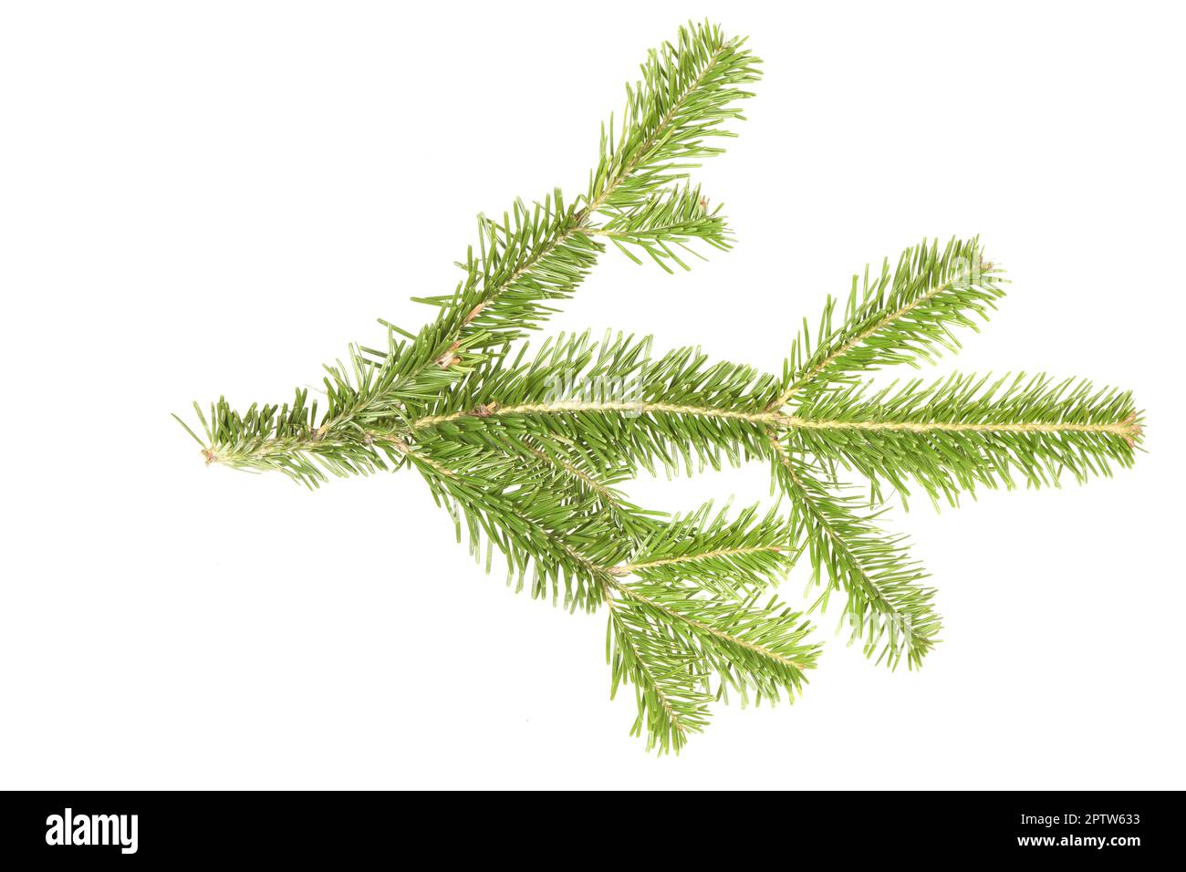 Spruce branch isolated on white background. High resolution photo. Full ...