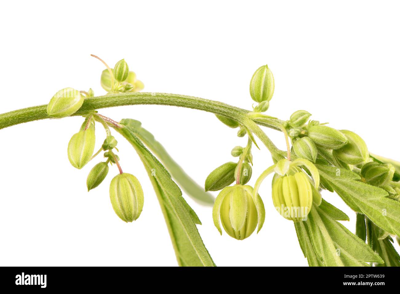Cannabis flowers, side view isolated on white. Extrem close-up. High ...