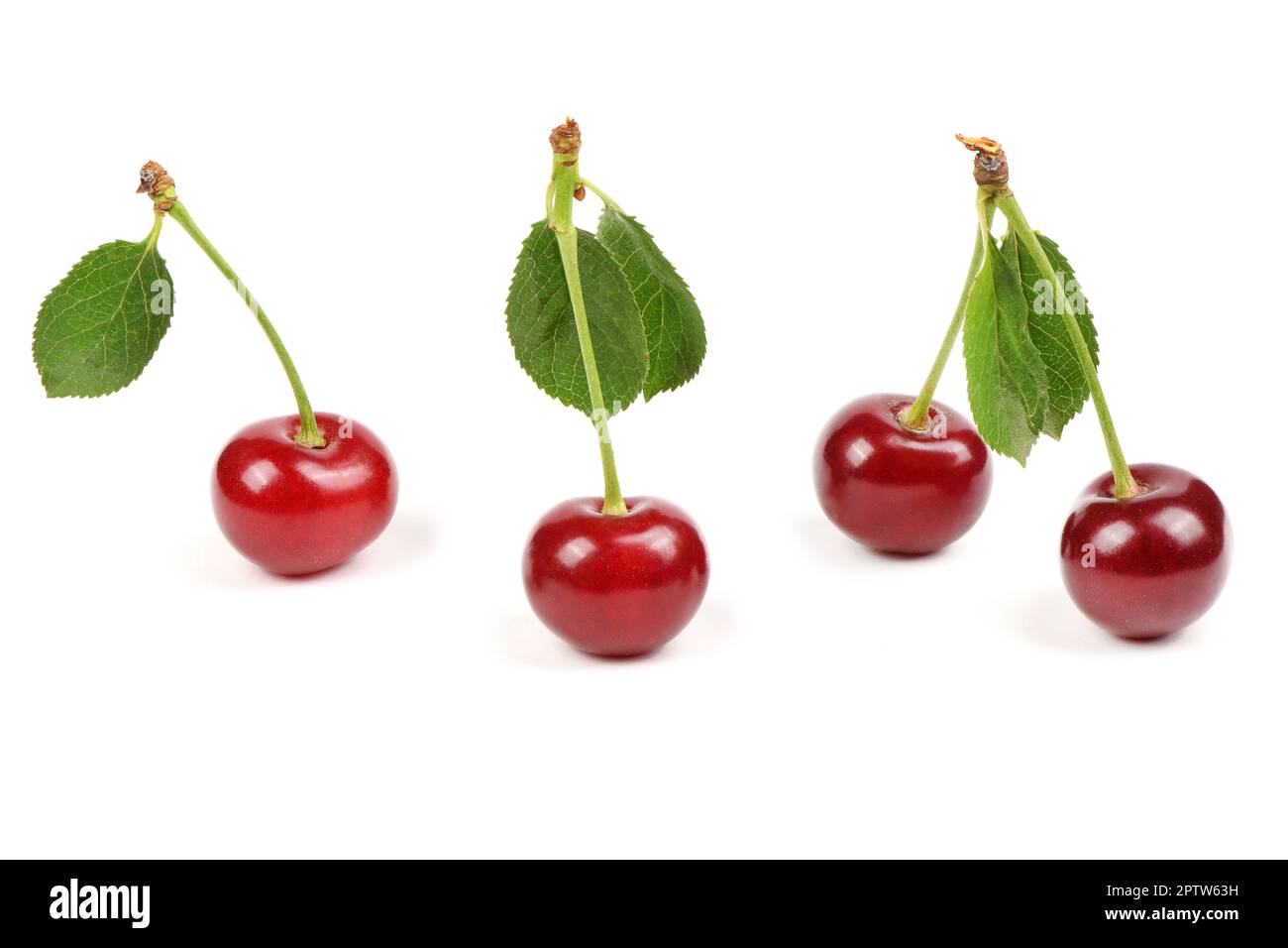 Collection of cherries with green leaf isolated on white background ...