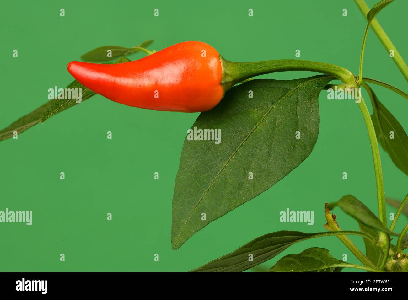 Red hot peppers. Side view. High resolution photo. Full depth of field ...