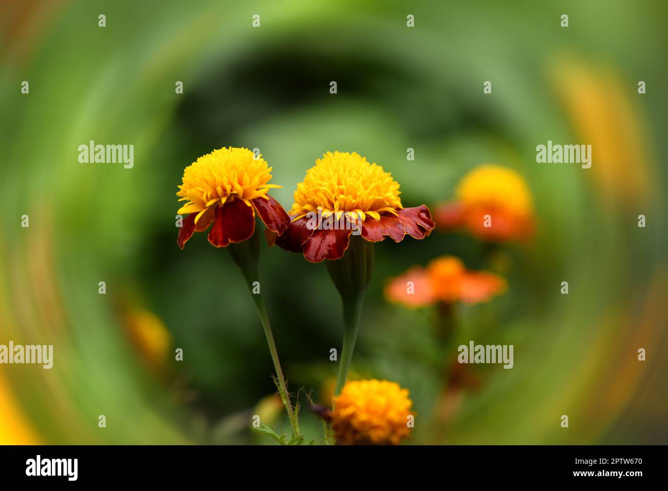 Flowers Marigolds. Side view. High resolution photo. Selective focus ...