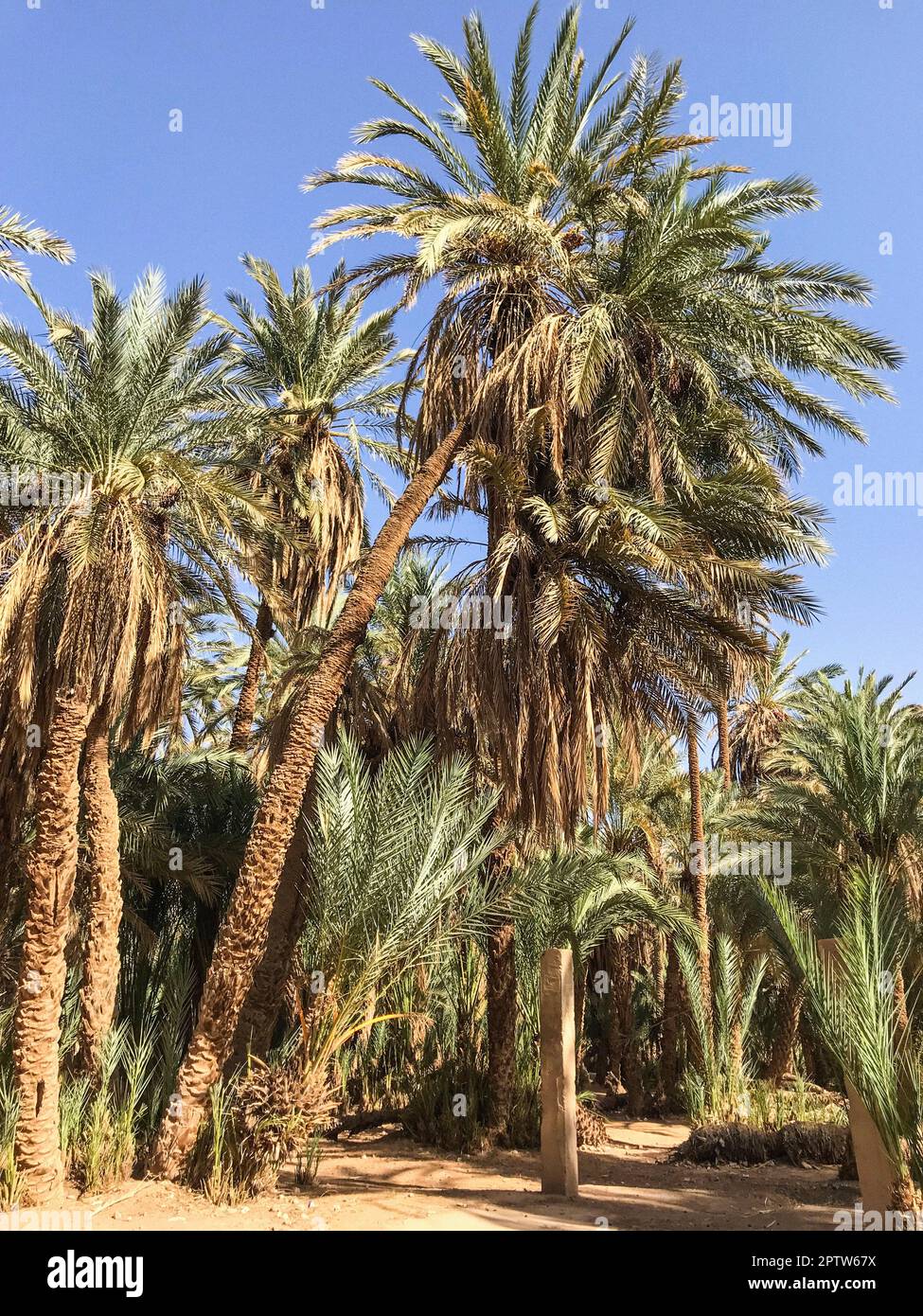 Morocco, Akka, Palm grove Stock Photo - Alamy