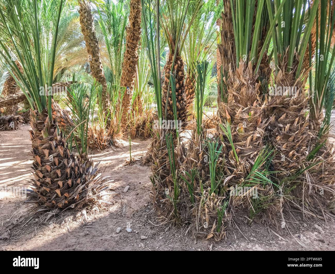 Morocco, Akka, Palm grove Stock Photo - Alamy