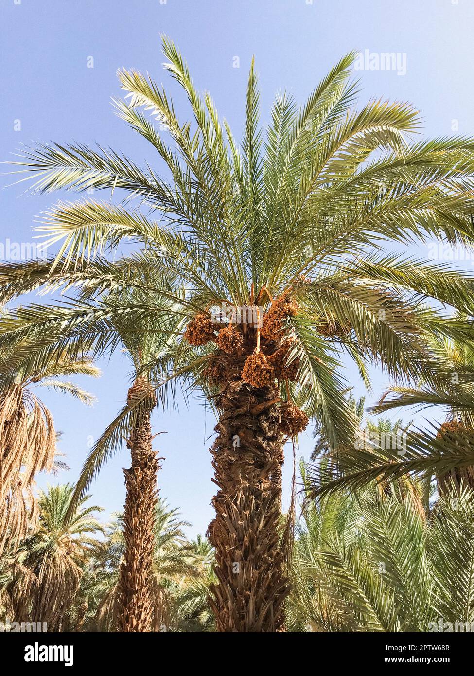 Morocco, Akka, Palm grove Stock Photo - Alamy