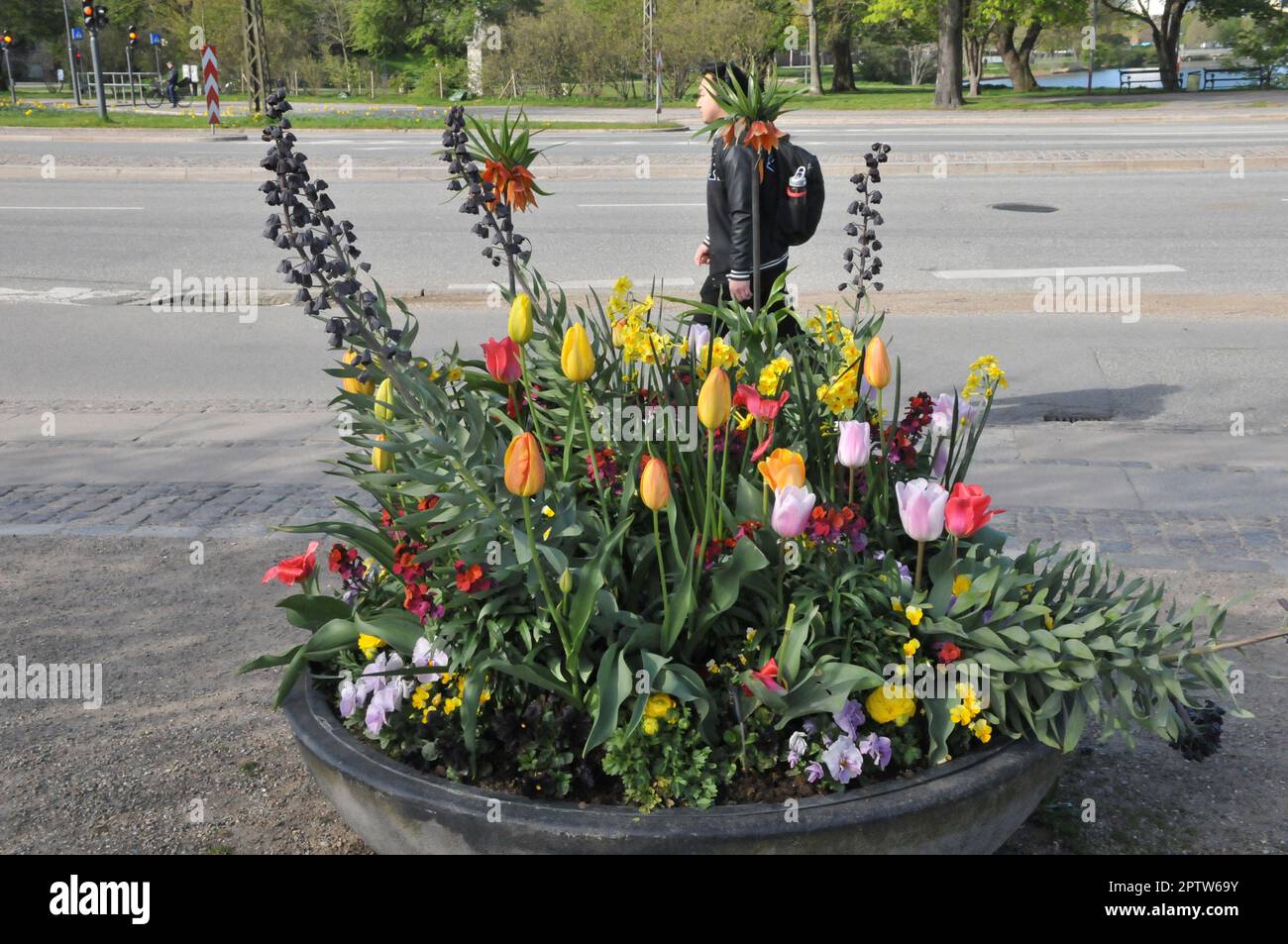 Copenhagen /Denmark/28 April 2023/ Kaiser's crown flowers and pants ...