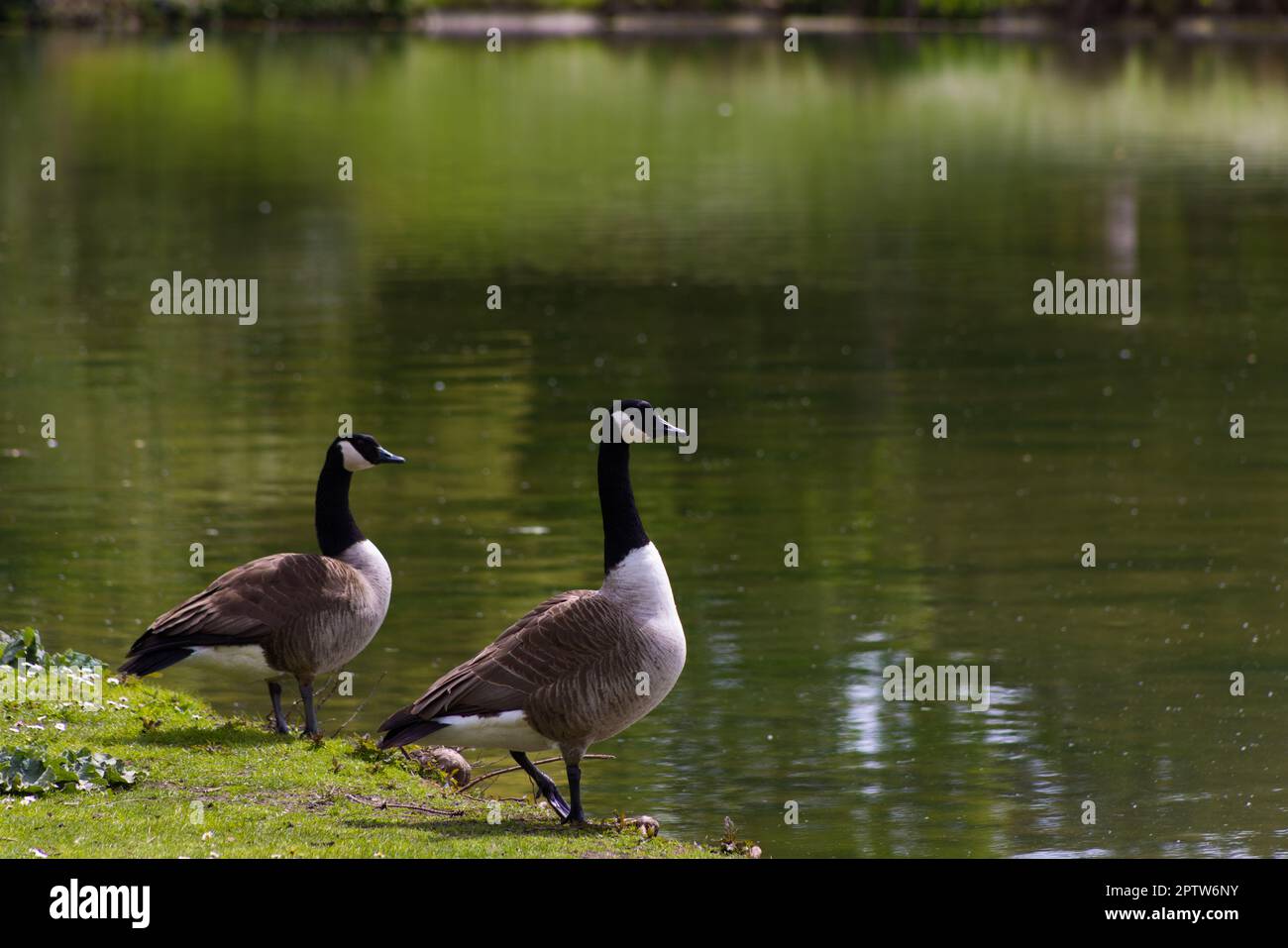 A couple of Canada geese standing by the side of a lake in springtime ...