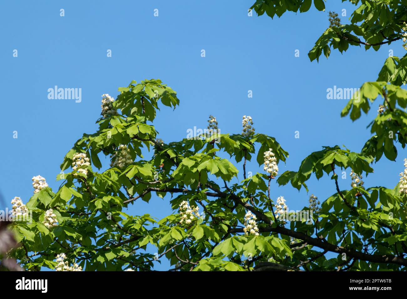 Chestnut tree blooming with white flowers on branches with green leaves ...