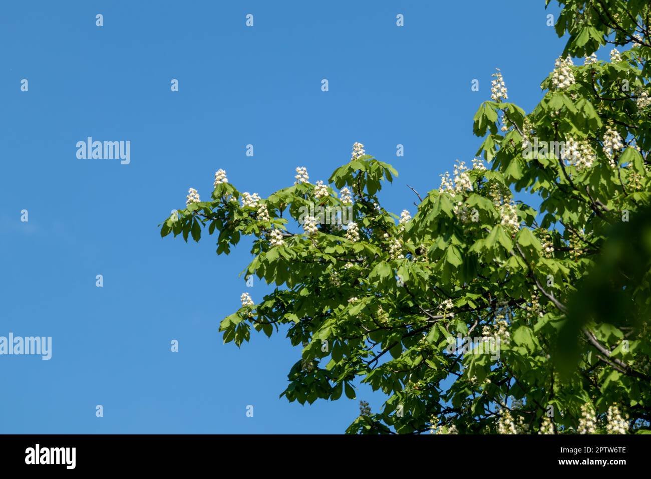 Chestnut tree blooming with white flowers on branches with green vivid ...