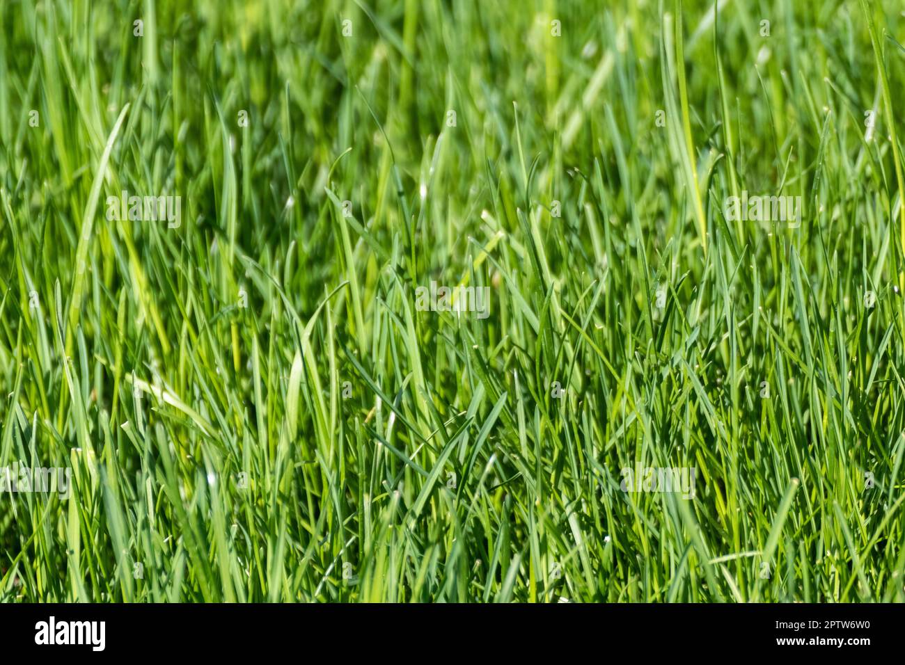 Green grass close-up background. Natural fresh weed shining lawn ...